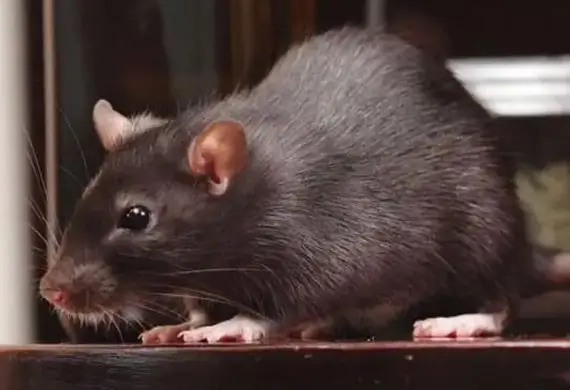 Rodent Control Barrie | Reliable Rodent Control Services Near Me